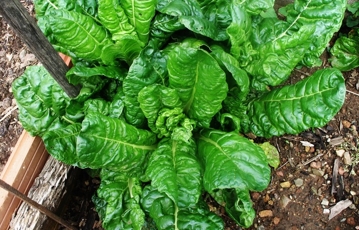 Como limpiar y preparar las ACELGAS. Variedades, Propiedades ...